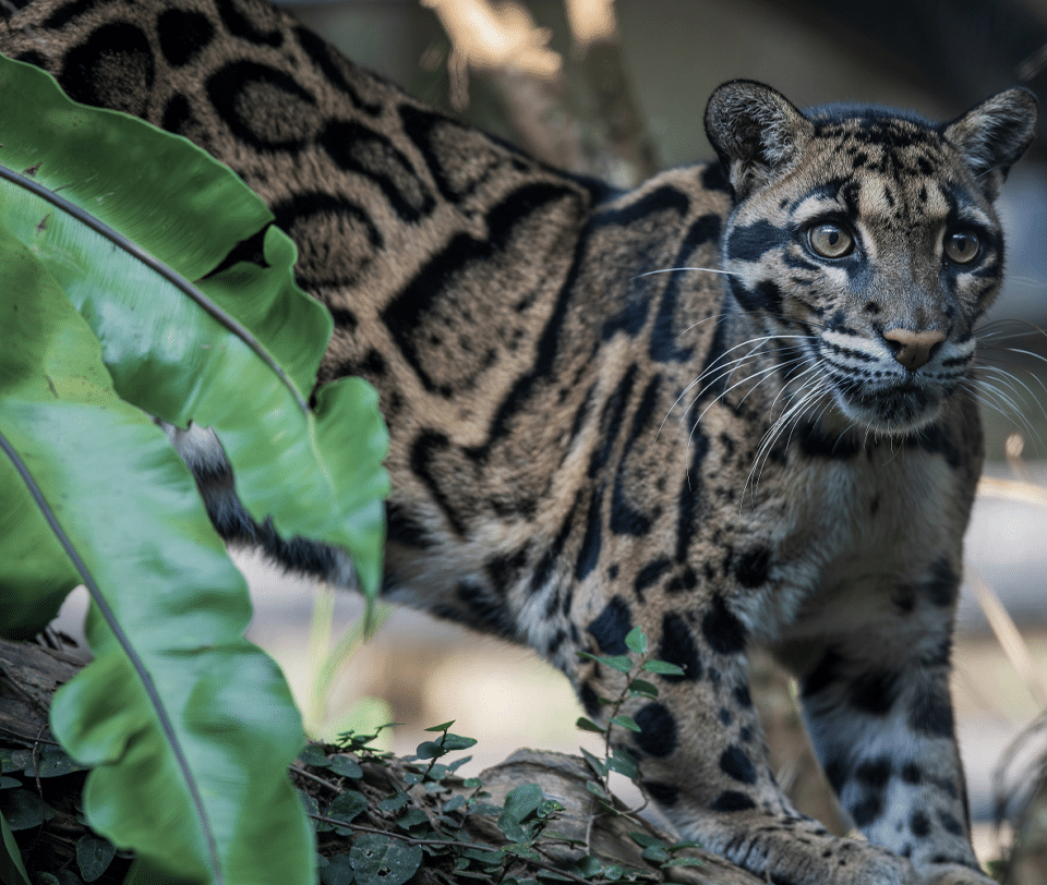Clouded leopards: tracking genomes for conservation - Oxford Sparks